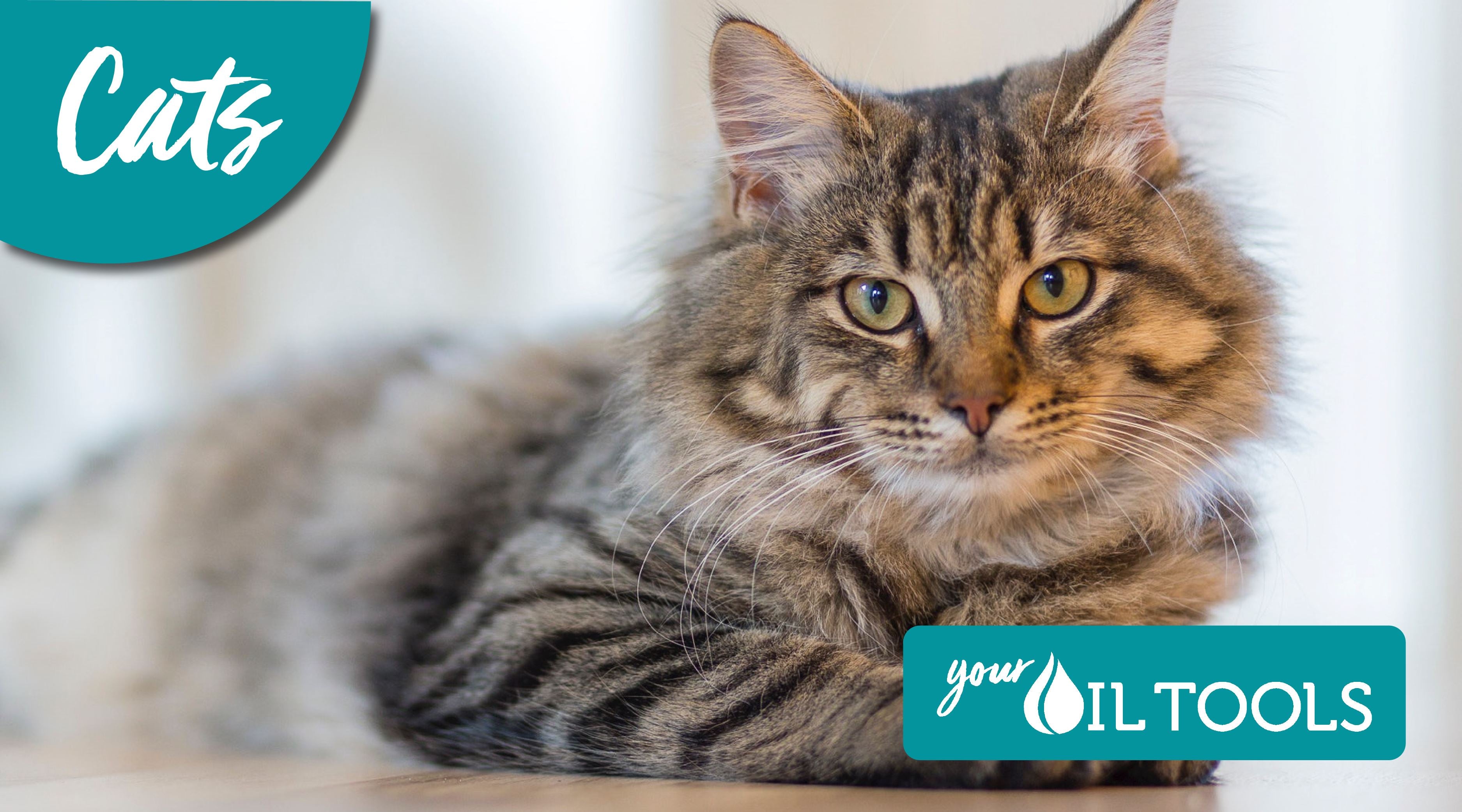 Essential Oils for Cats – Your Oil Tools