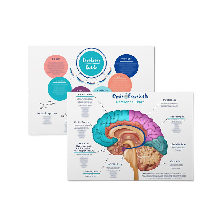 Brain Chart by Dr. Danielle Daniel – Your Oil Tools