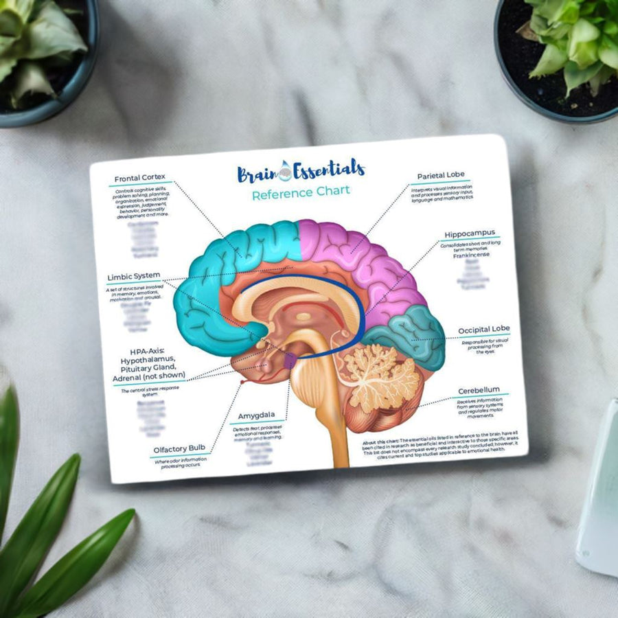 Brain Chart by Dr. Danielle Daniel – Your Oil Tools